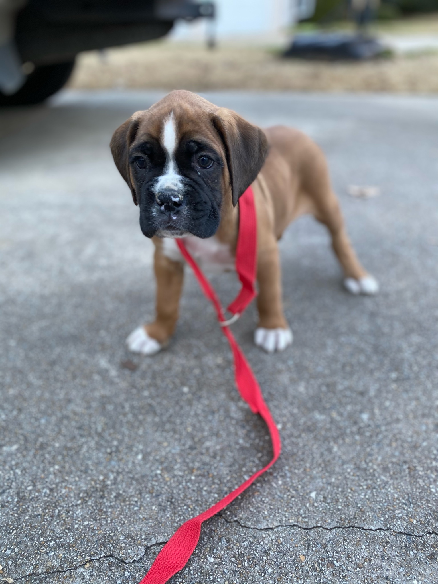 Learn about boxer dogs – Learn With Hal